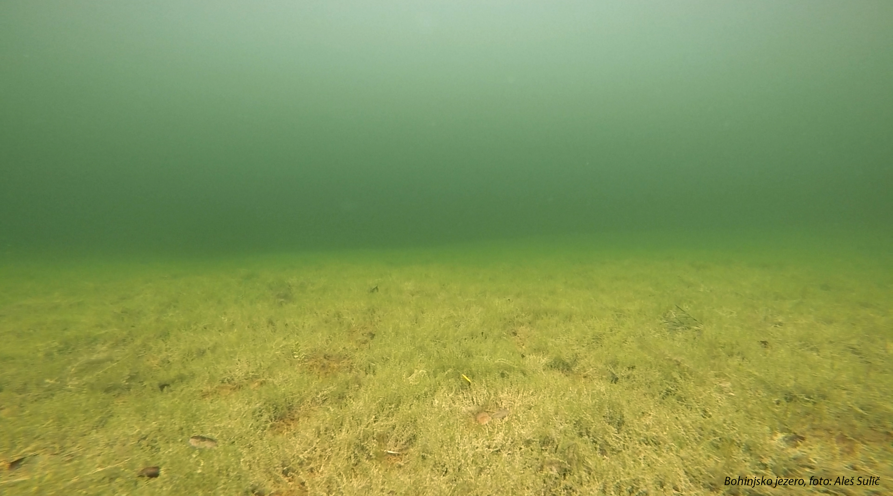 SVET POD VODO SLIKE svetpodvodo.comBohinjsko jezero pod vodo foto: Aleš ...